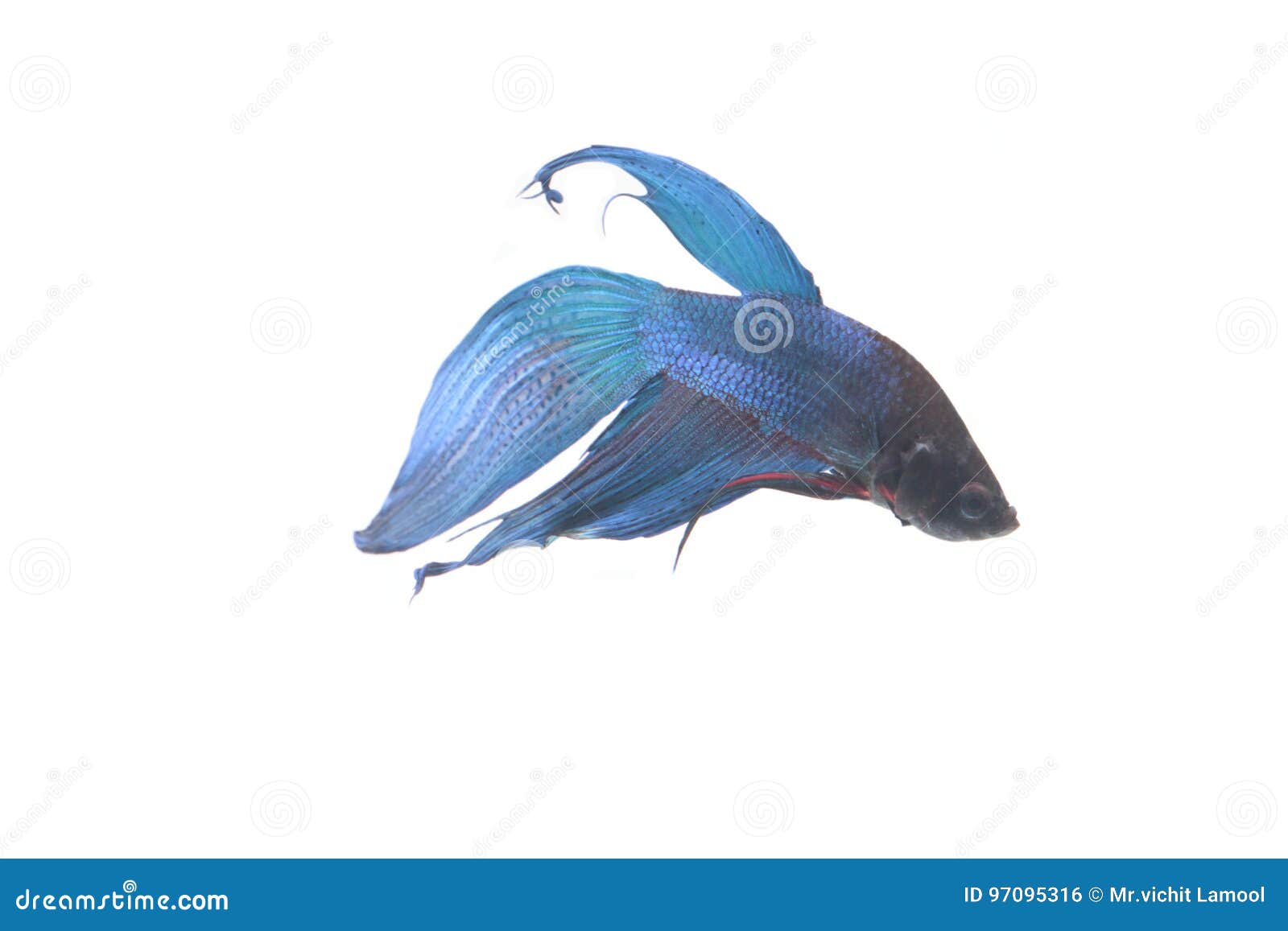 Blue Fighting fish. stock photo. Image of betta, bite - 97095316