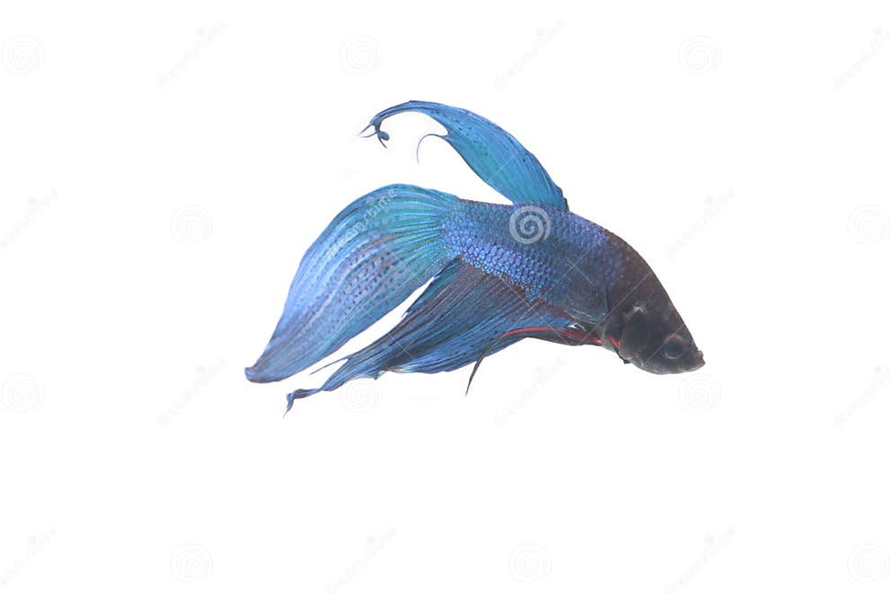 Blue Fighting fish. stock photo. Image of betta, bite - 97095316