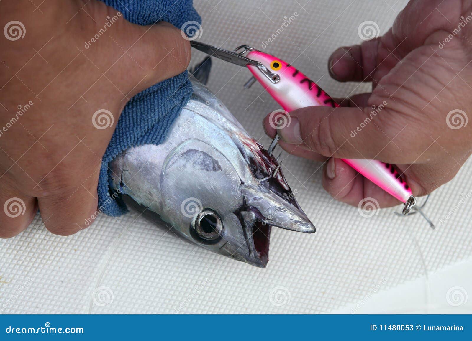 Blue Fin Bluefin Tuna Catch and Release Stock Image - Image of natural ...