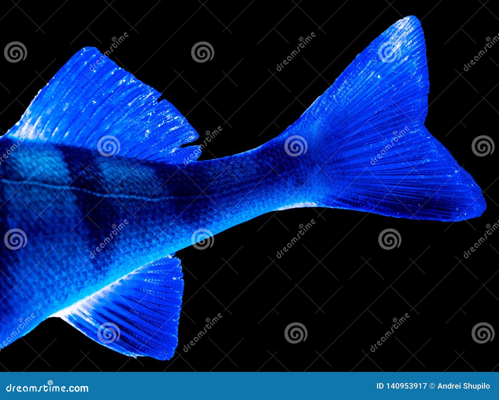 Blue Fin Fish Isolated on Black Background Stock Image - Image of water ...