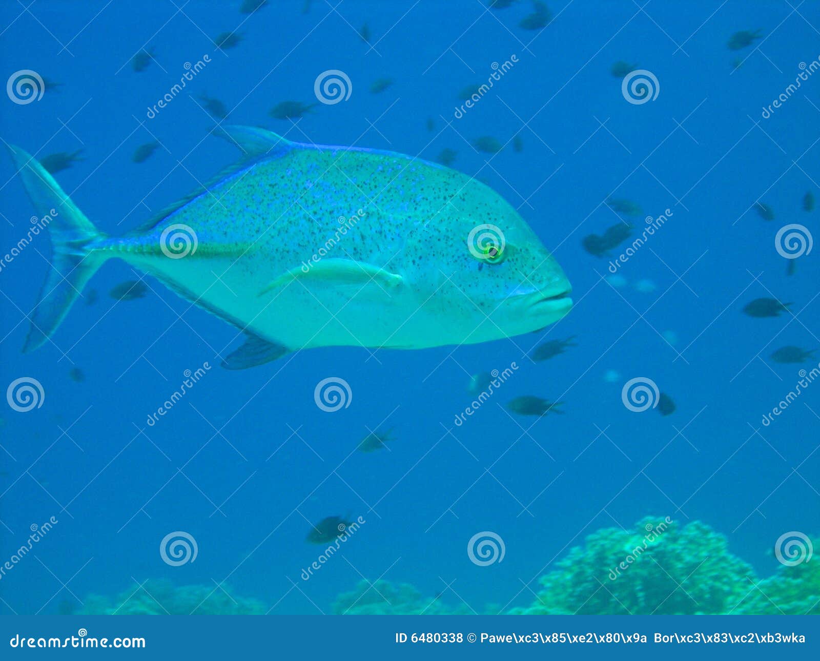 Blue fin Jack fish stock photo. Image of bahamas, diving - 6480338