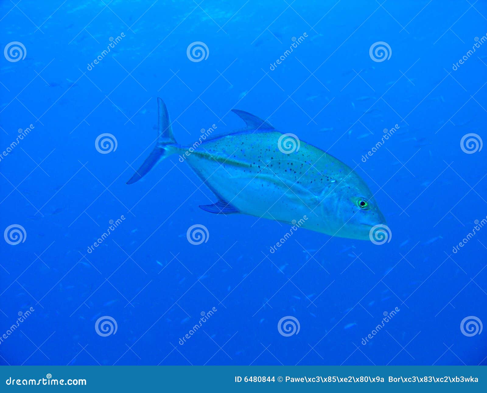 Blue fin Trevally stock photo. Image of caribbean, coral - 6480844