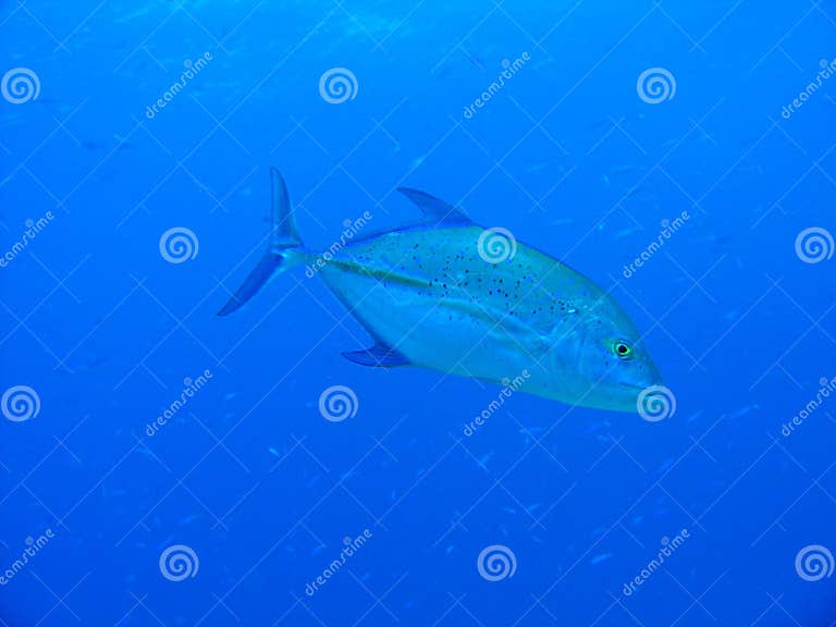 Blue fin Trevally stock photo. Image of caribbean, coral - 6480844