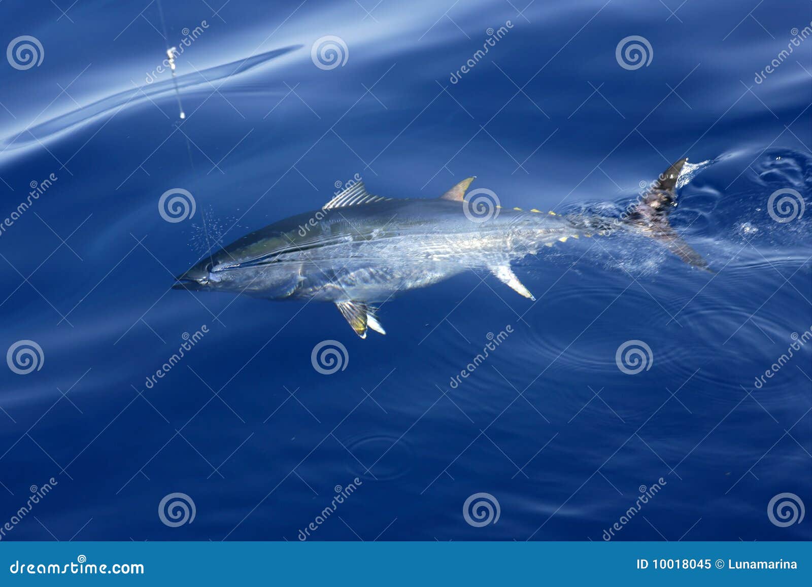 Blue Fin Tuna Mediterranean Fishing and Release Stock Image - Image of ...
