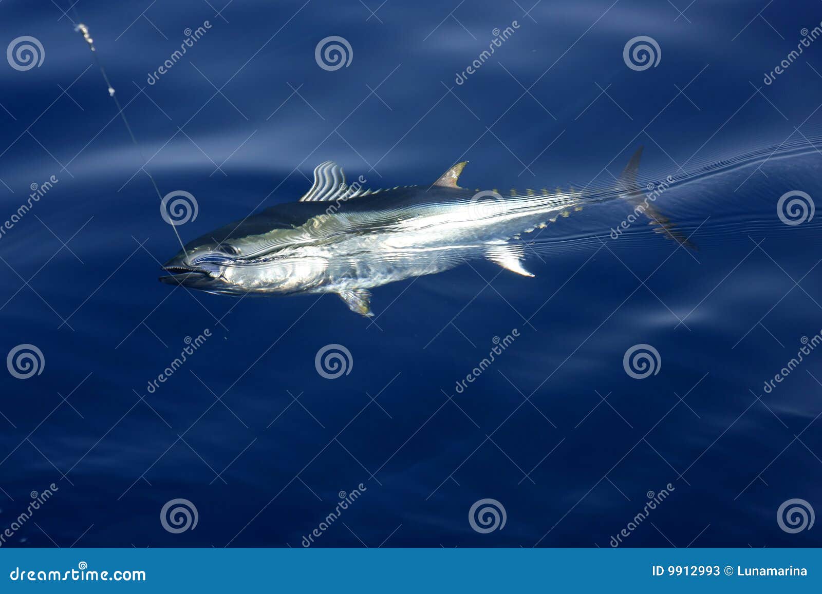 Blue Fin Tuna Mediterranean Fishing and Release Stock Image - Image of ...