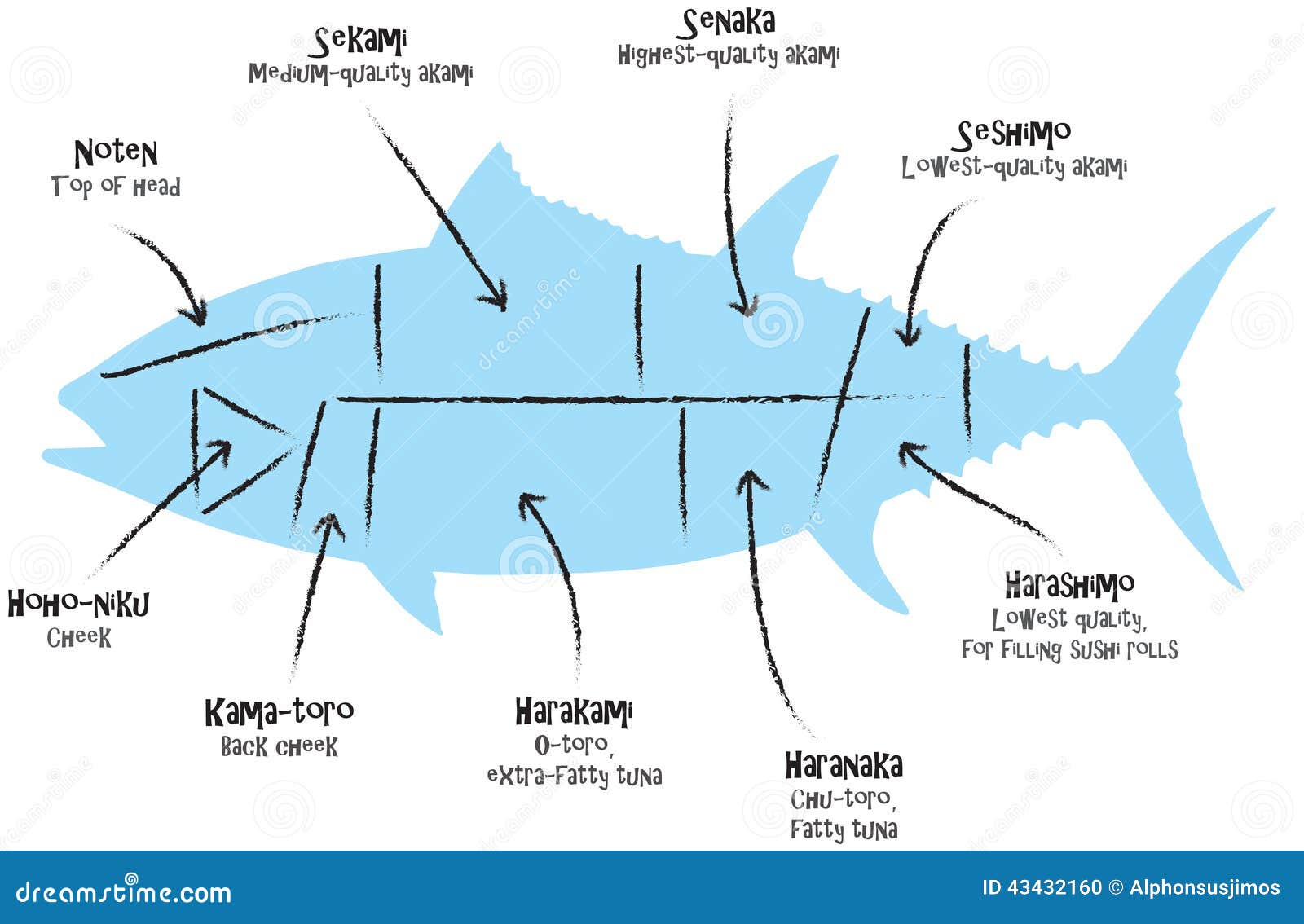 Tuna Loin Diagram
