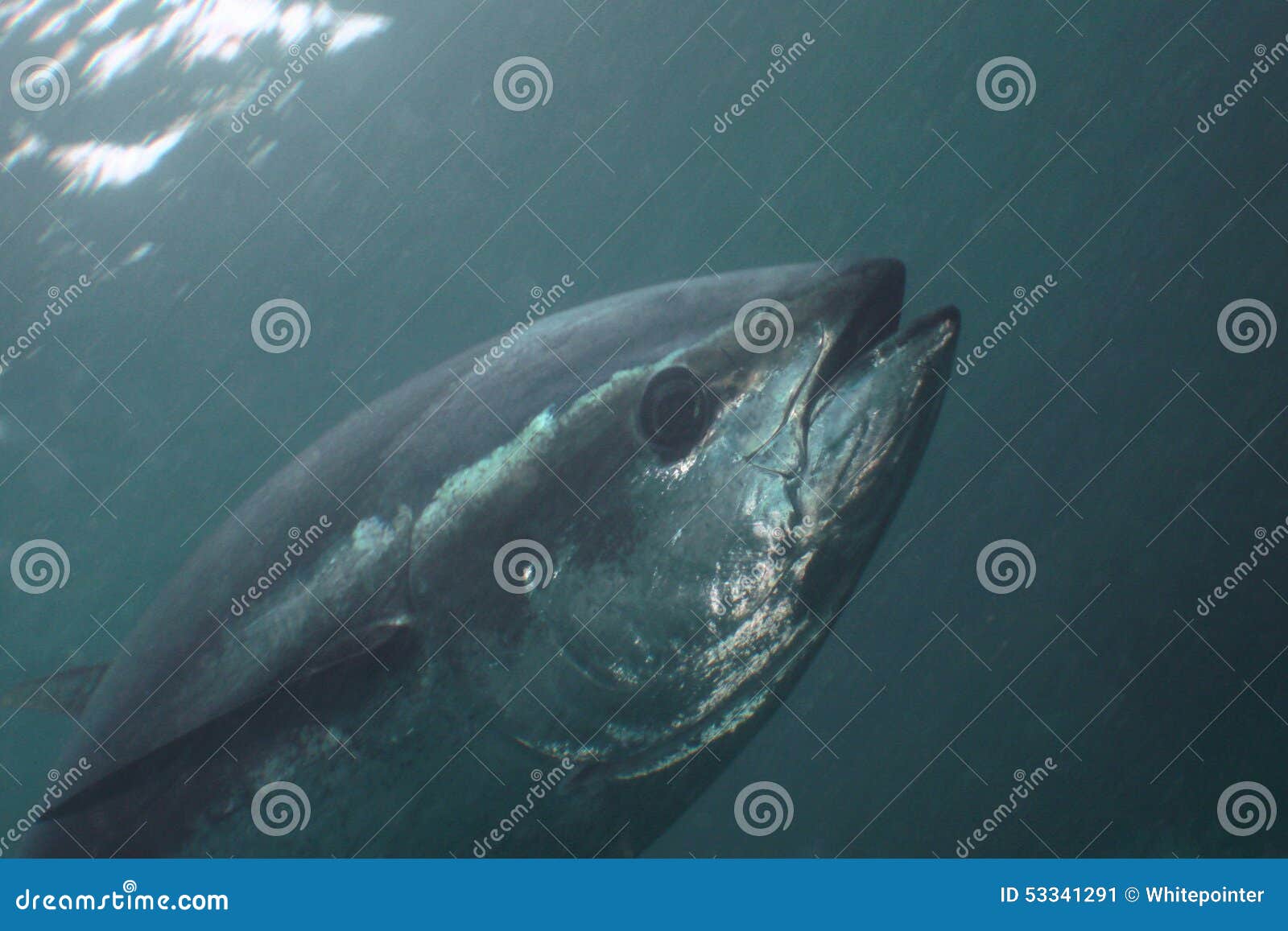 Blue-fin Tuna stock image. Image of bluefin, drinks, diving - 53341291