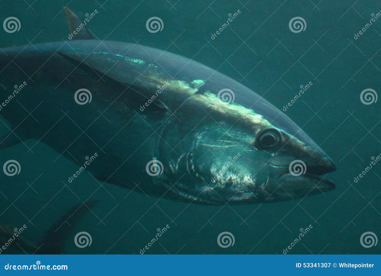 Blue-fin Tuna stock image. Image of pasta, product, lincoln - 53341307