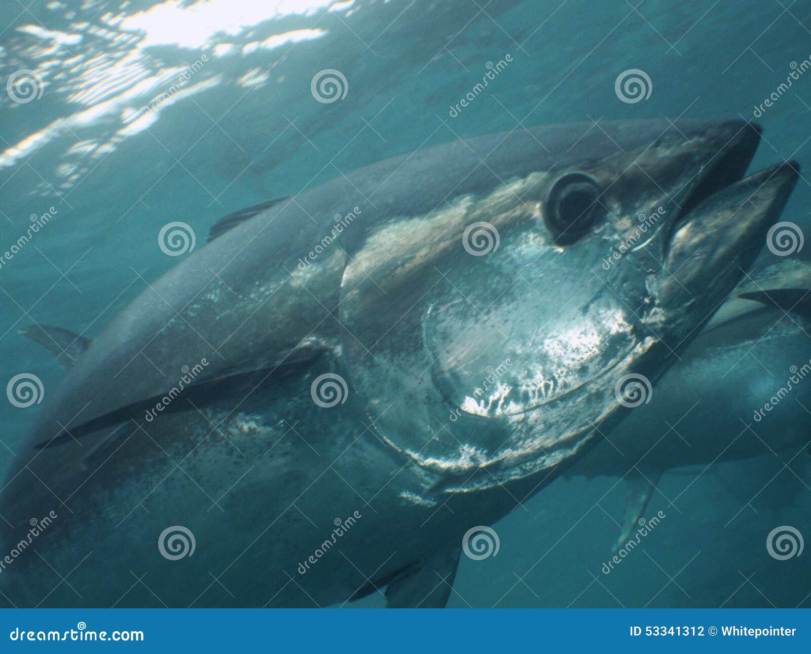 Blue-fin Tuna stock photo. Image of bait, port, salad - 53341312
