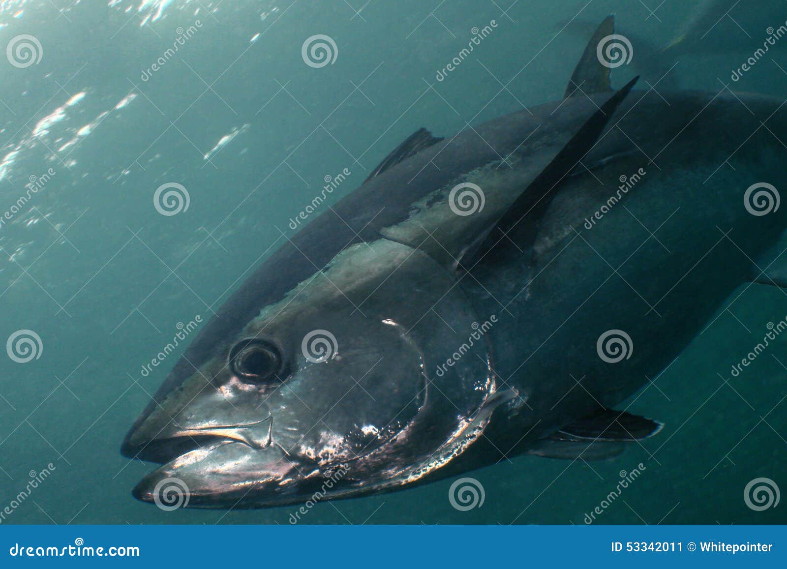 Blue-fin Tuna stock image. Image of freshness, nature - 53342011