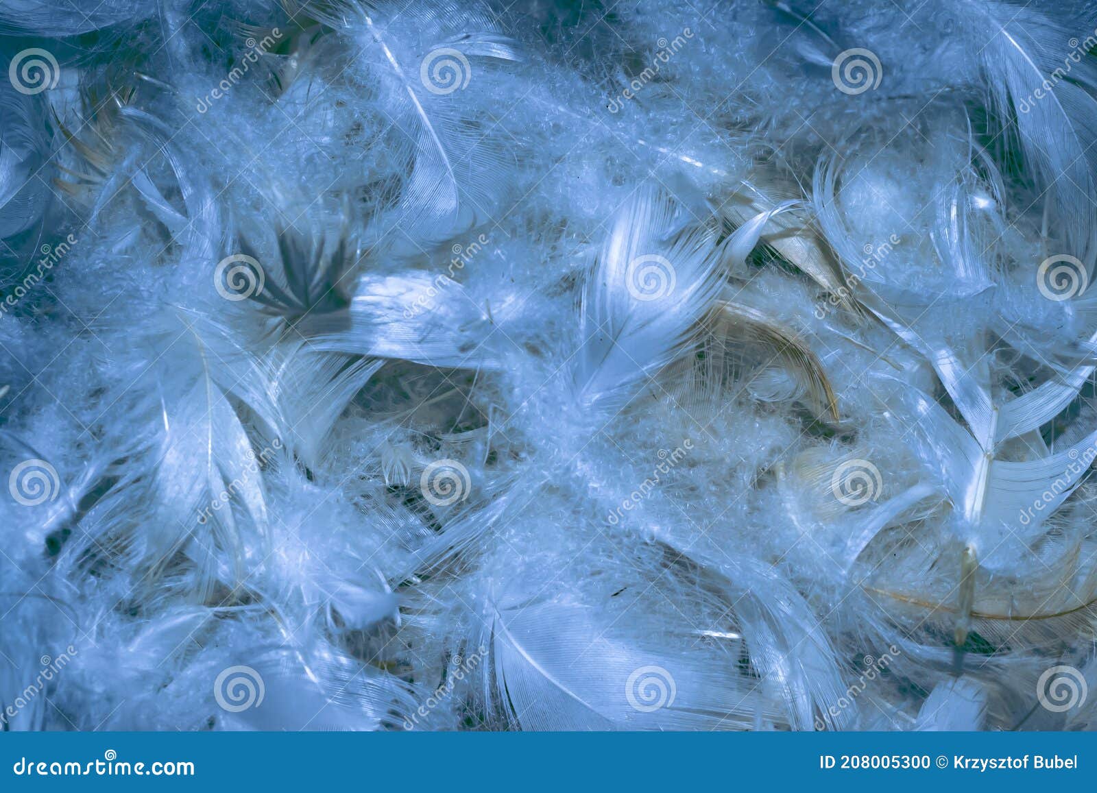 Blue Fine Duck Feathers. Background or Texture Stock Photo - Image of ...