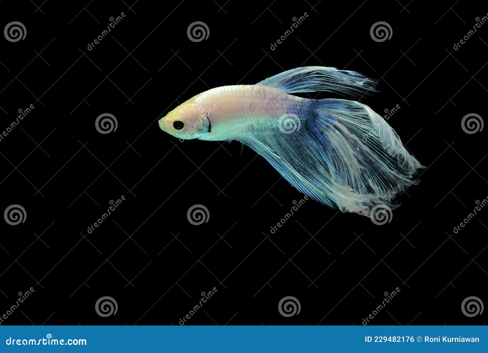 Blue finned betta stock photo. Image of dive, osphronemidae - 229482176