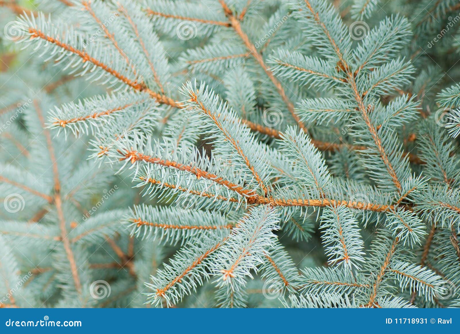 Blue fir-tree stock image. Image of branchlet, closeup - 11718931