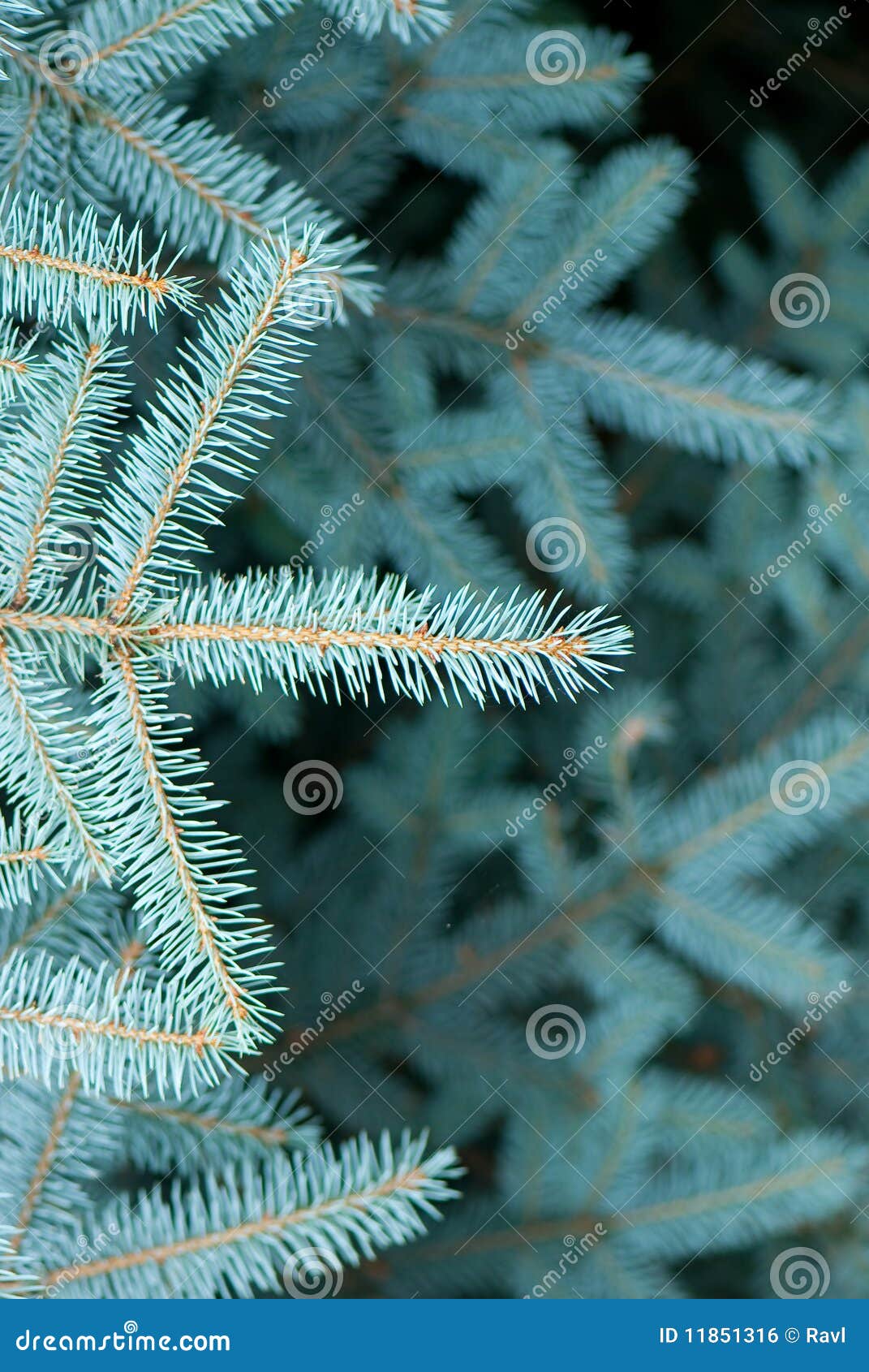 Blue fir-tree stock photo. Image of beautiful, conifer - 11851316