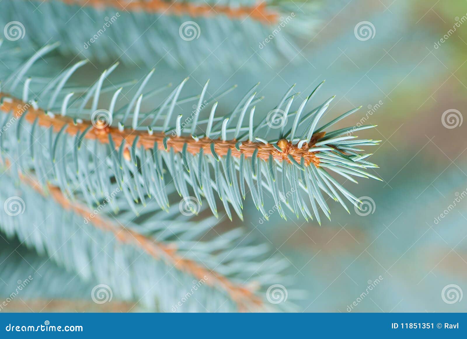 Blue fir-tree stock image. Image of green, detail, conifer - 11851351