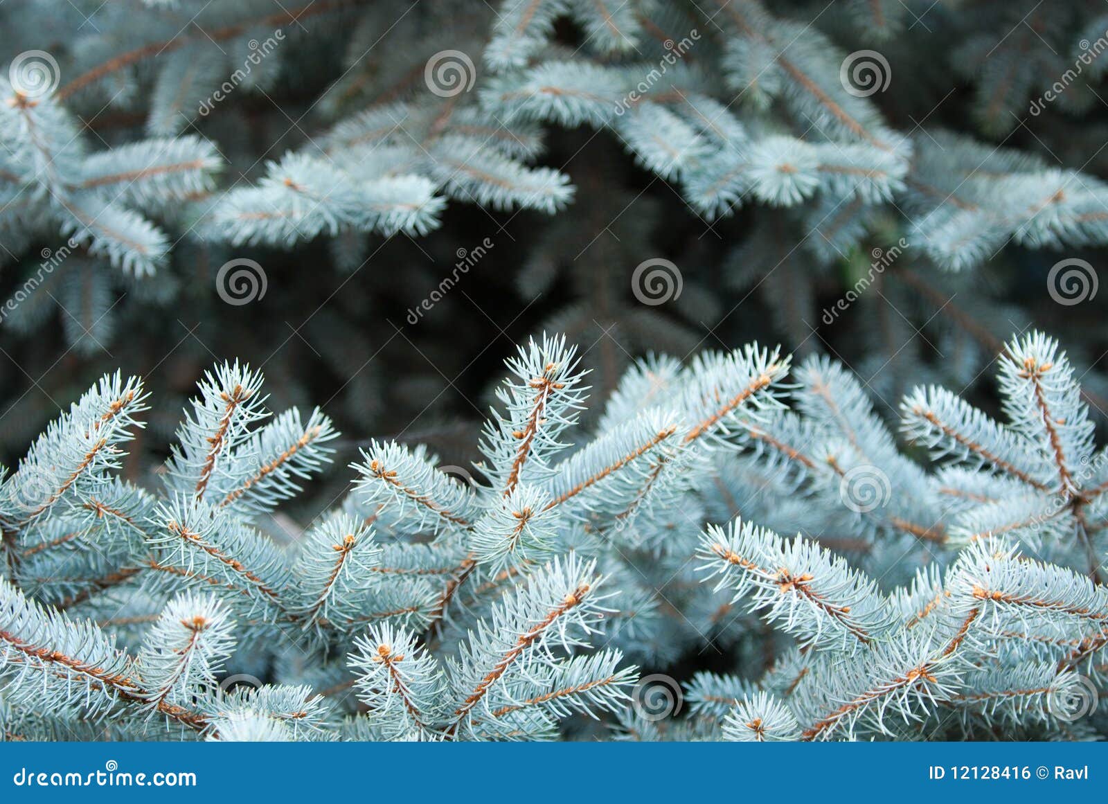 Blue fir-tree stock photo. Image of branchlet, fresh - 12128416