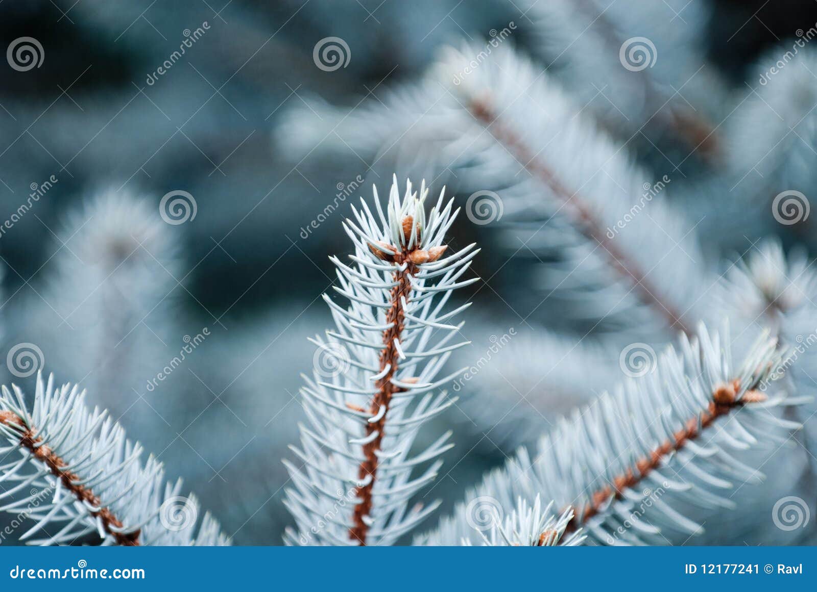 Blue fir-tree stock image. Image of blue, forest, needle - 12177241