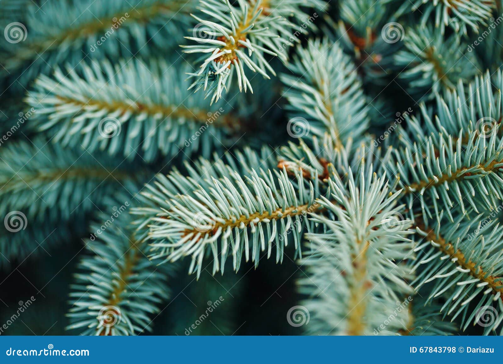 Blue Fir Tree Branches Close-up Stock Photo - Image of nature, color ...