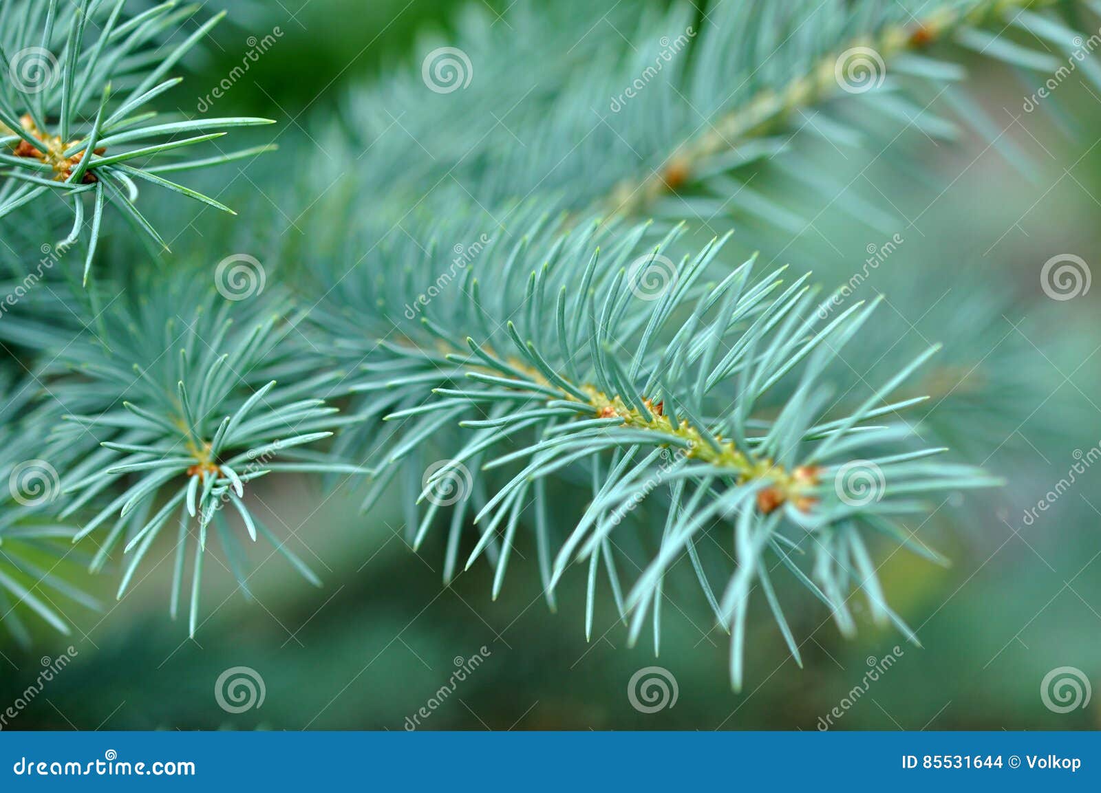 Blue Fir Tree Branches Macro Stock Photo - Image of branches, cypress ...