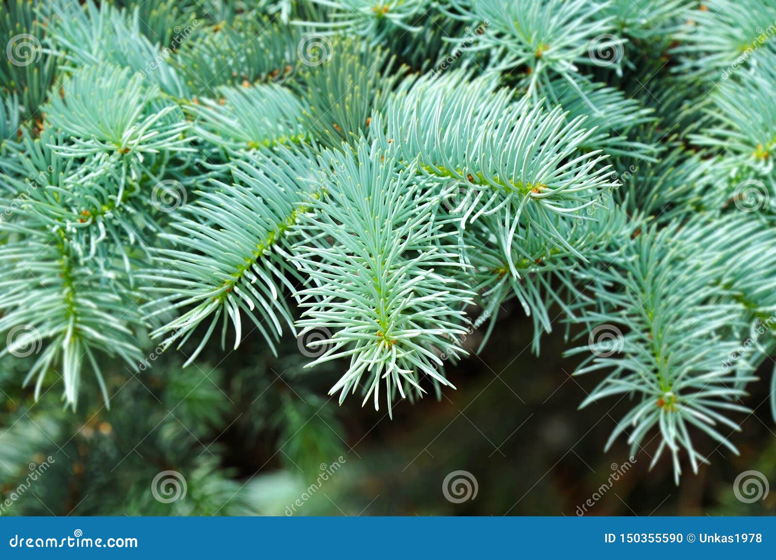 Blue fir tree, close up stock photo. Image of bough - 150355590