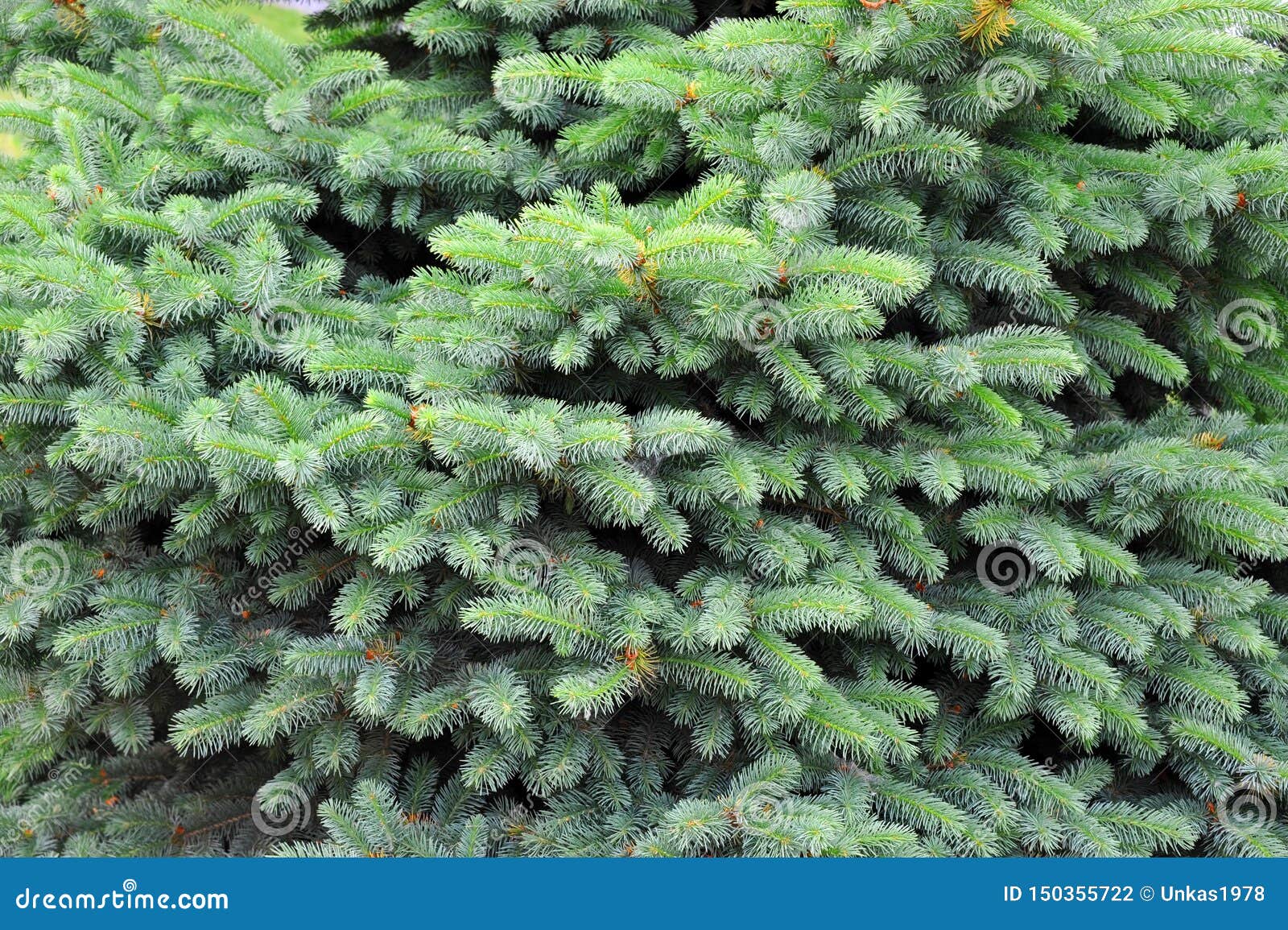 Blue fir tree, close up stock photo. Image of green - 150355722