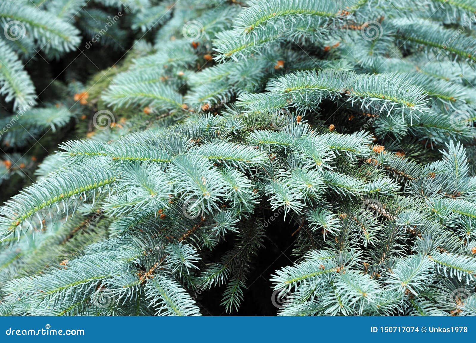 Blue fir tree, close up stock photo. Image of freshness - 150717074