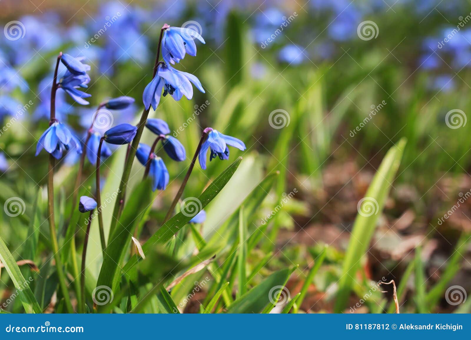 Blue First Flower in Spring Stock Photo - Image of nature, flower: 81187812