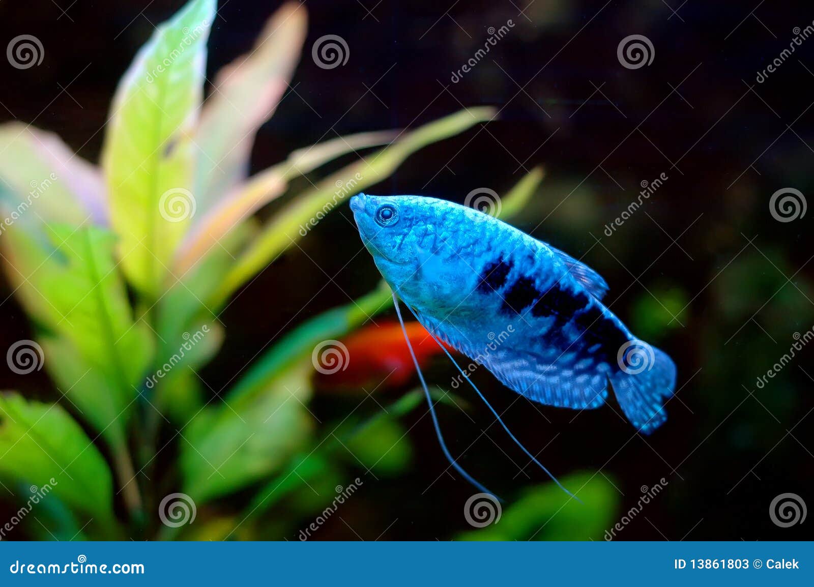 Blue fish stock image. Image of pseudotropheus, glass - 13861803