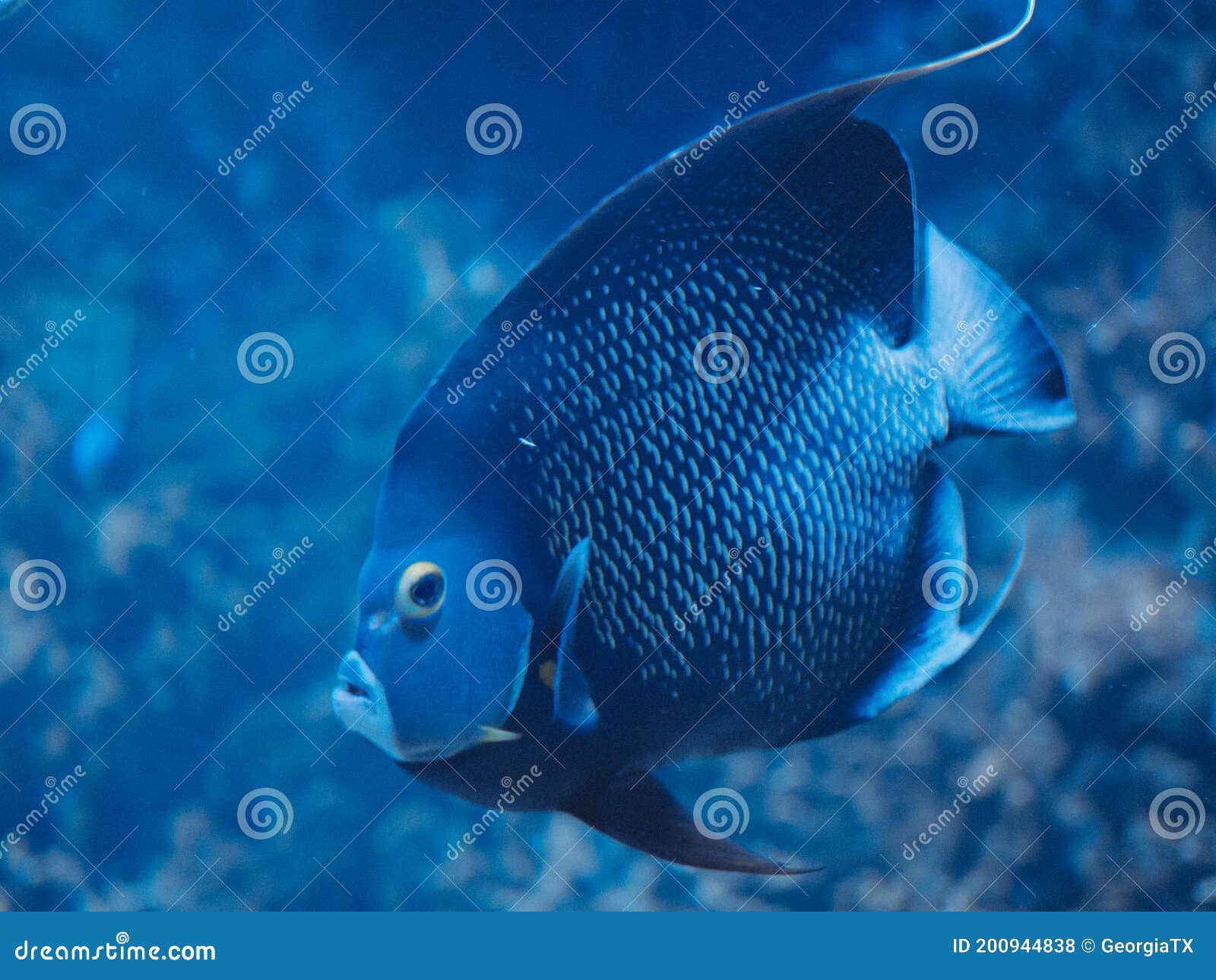 Blue Fish ðŸ Ÿ ðŸ Ocean Life Stock Photo - Image of underwater, blue ...