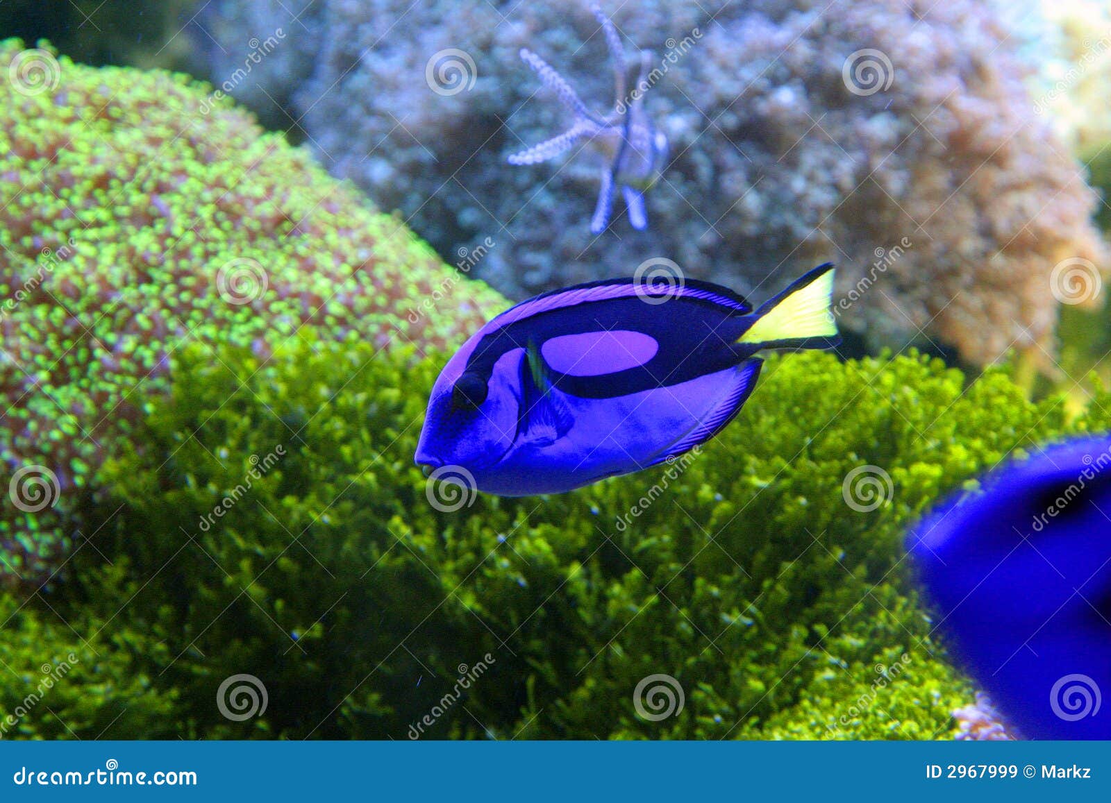 Two Blue Fish Swimming Together Near Ocean Floor Stock Photography ...