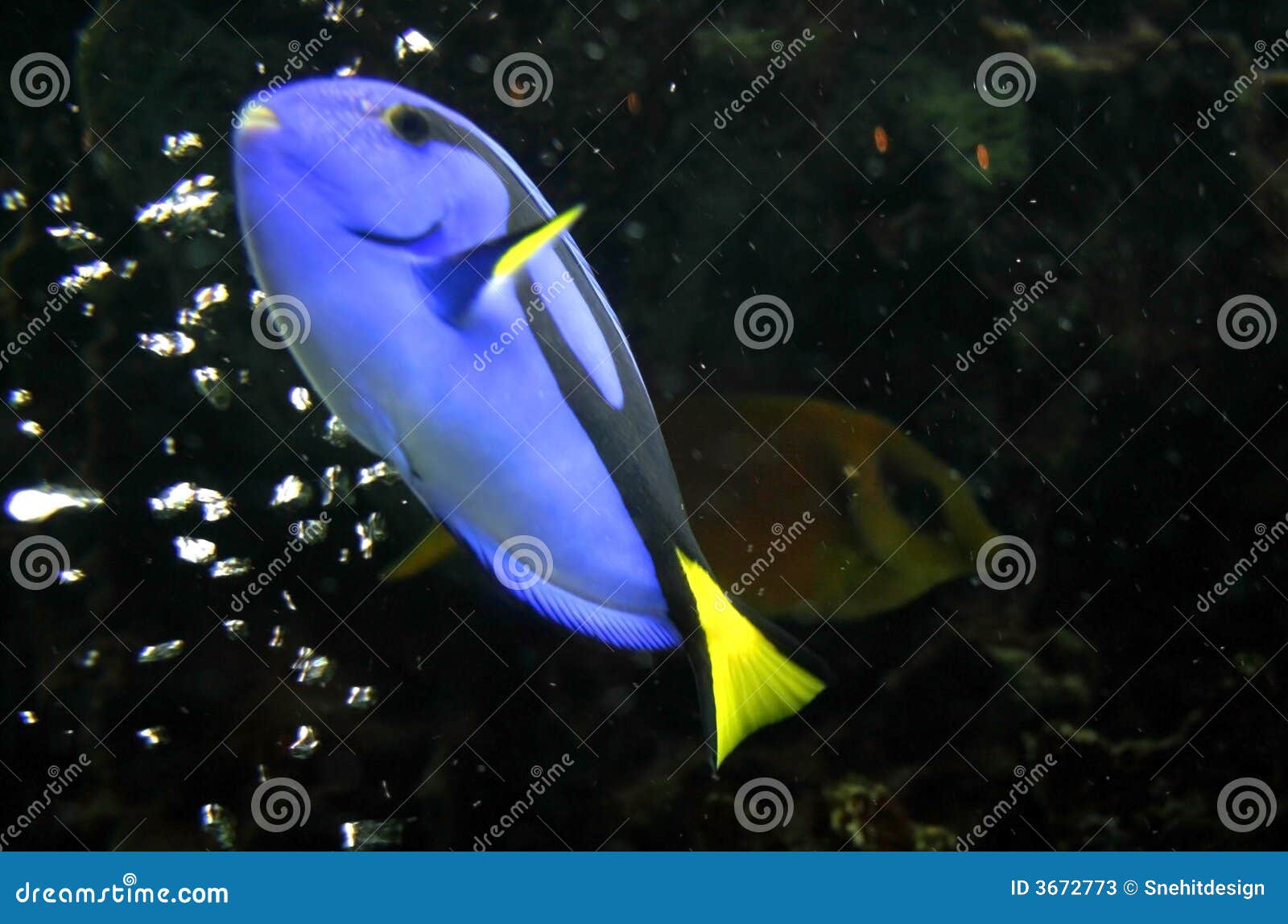 Blue Fish stock image. Image of fish, swim, bubbles, tang - 3672773