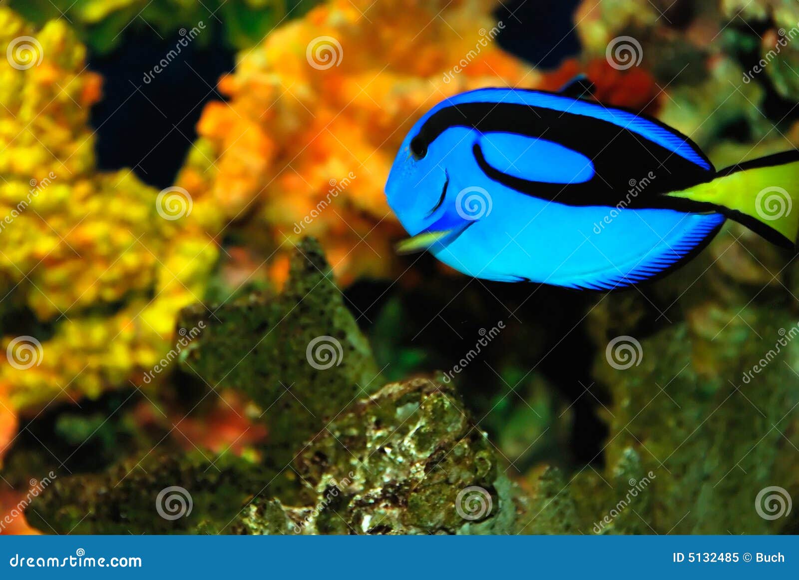 Blue fish stock image. Image of tranquil, reef, deep, turquoise - 5132485