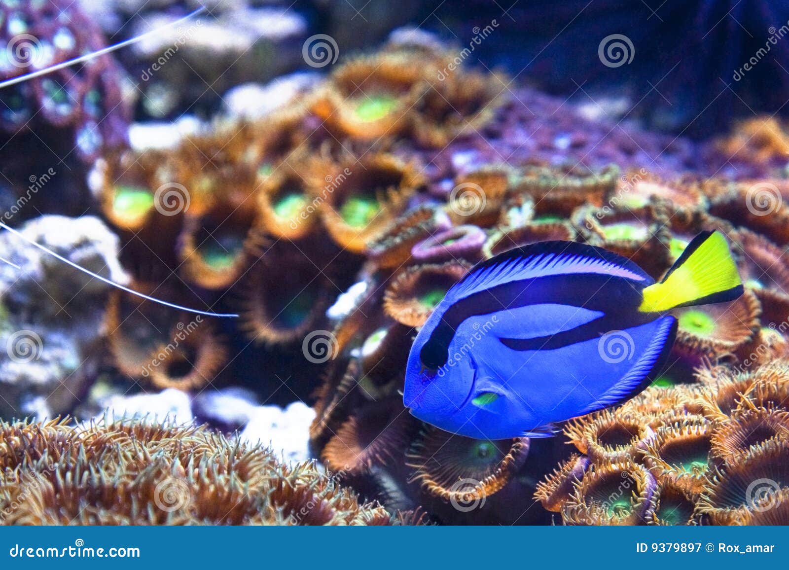 Blue fish stock image. Image of landscape, aquarium, brown - 9379897