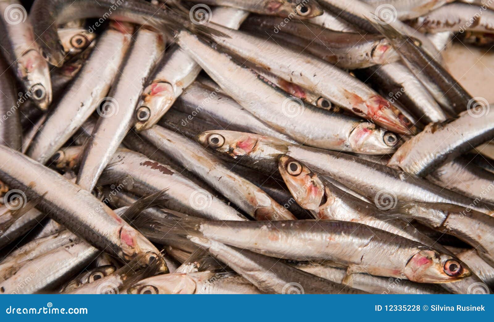 Blue fish (anchovies) stock photo. Image of delicious - 12335228