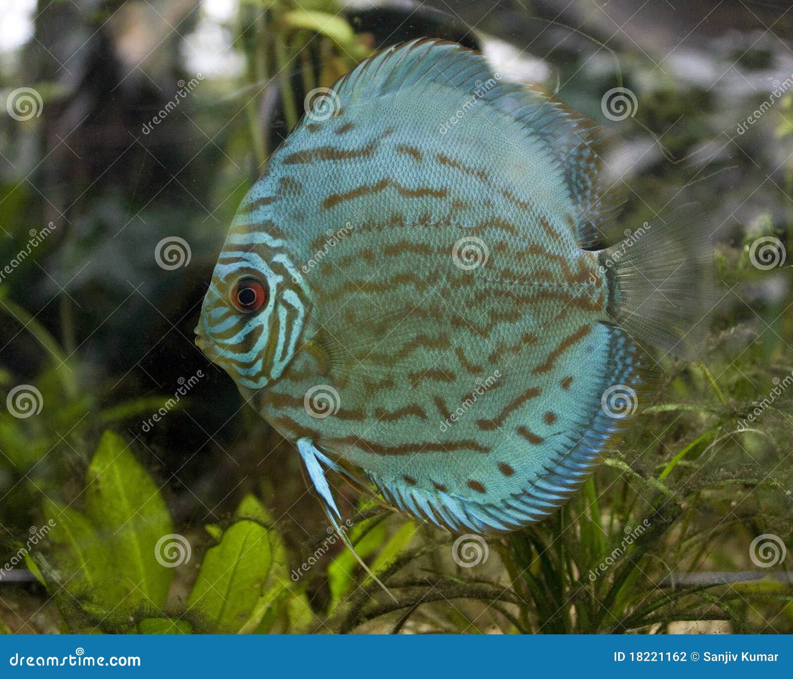 Blue fish in aquarium stock photo. Image of habitat, blue - 18221162