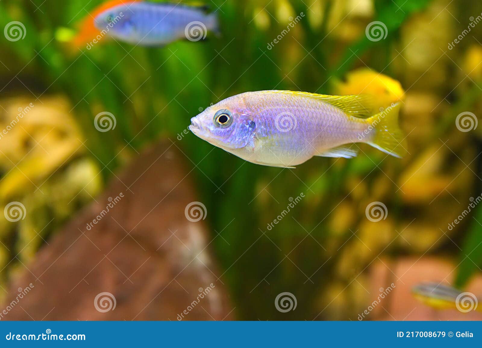 Blue fish in the aquarium stock image. Image of aqua - 217008679