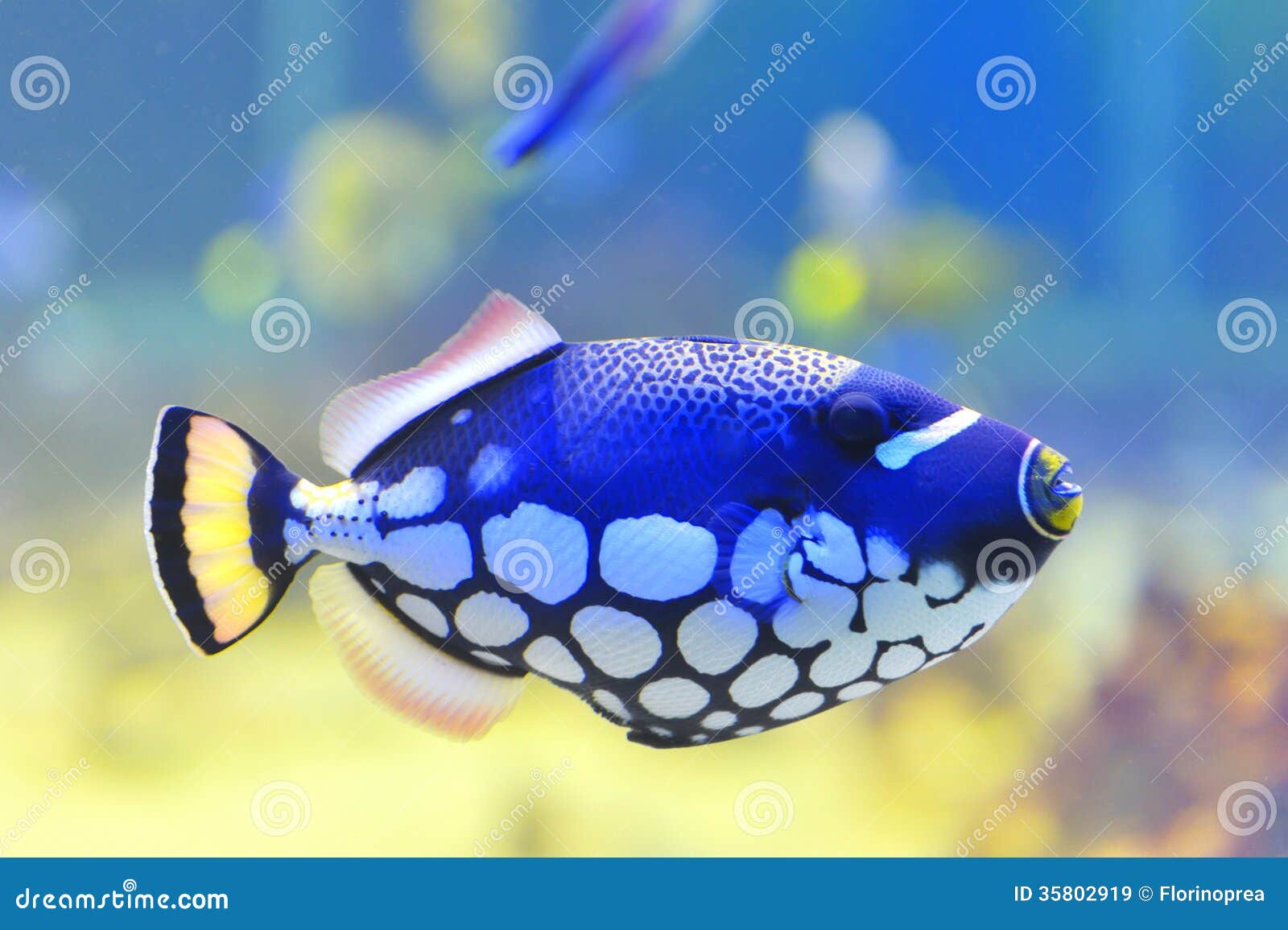 Blue fish aquarium stock image. Image of hobby, tank - 35802919