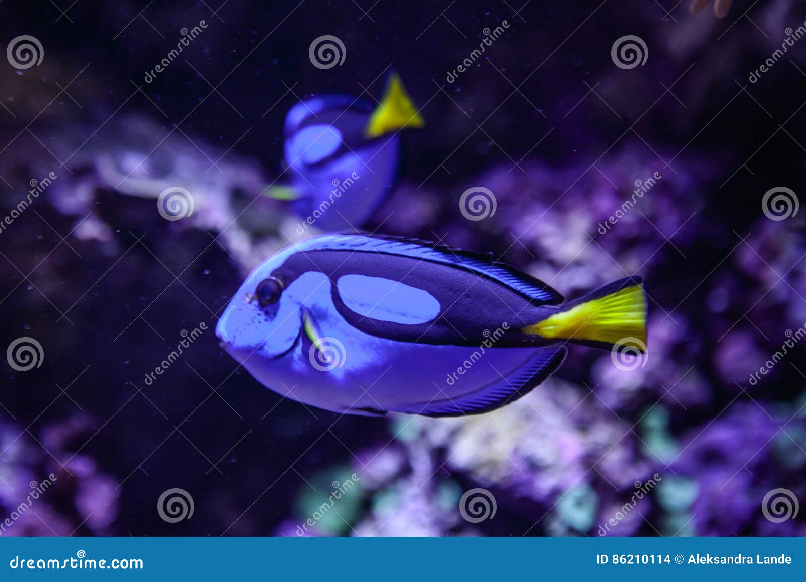 A Blue Fish in the Aquarium Stock Photo - Image of underwater, blue ...