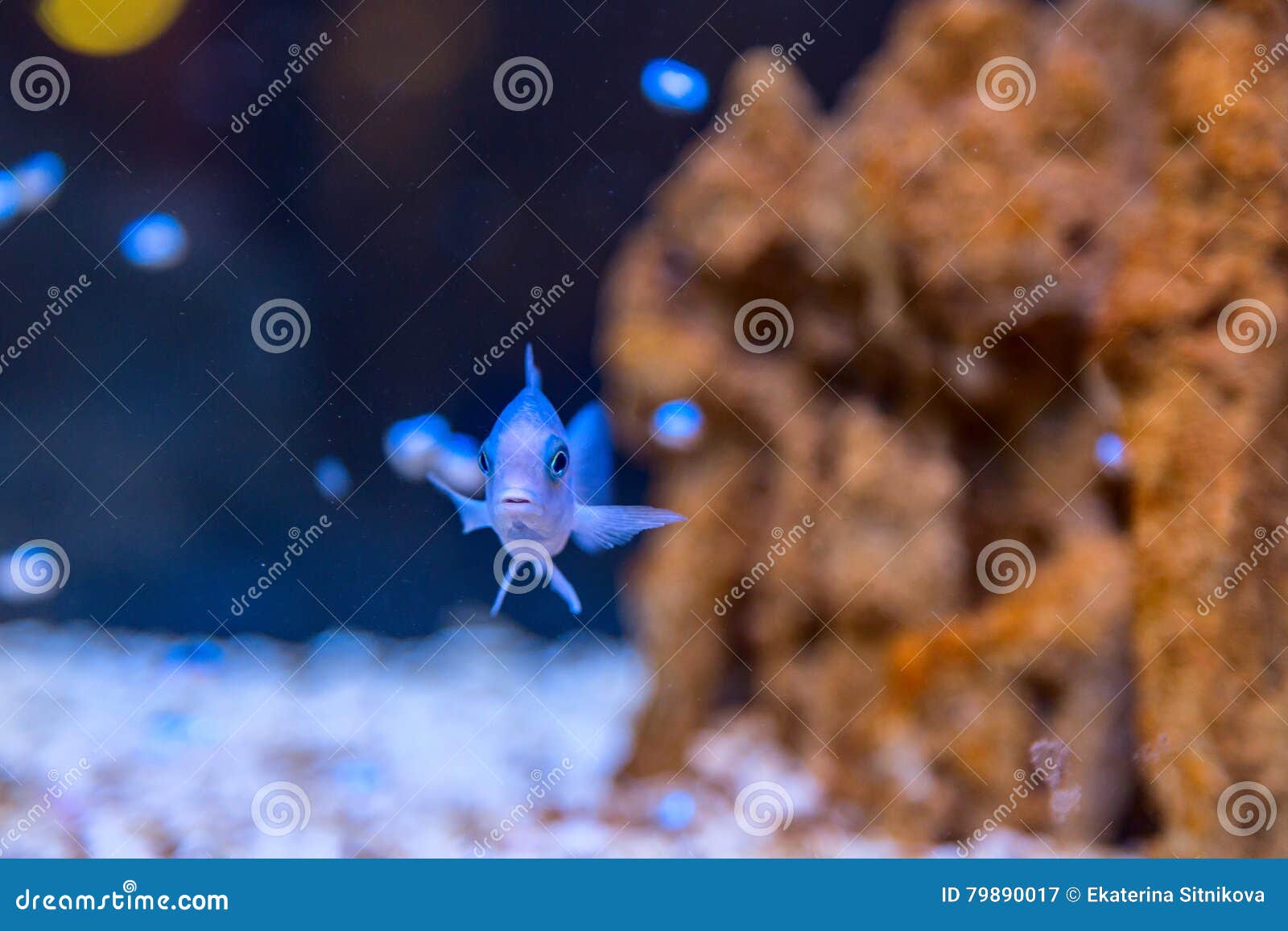 Blue fish in aquarium stock image. Image of tank, color - 79890017