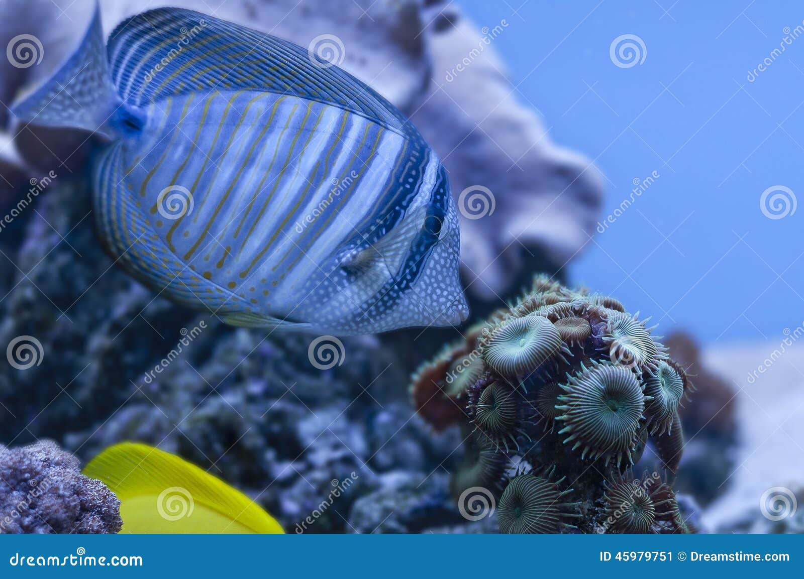 Blue fish stock image. Image of blue, aquarium, little - 45979751