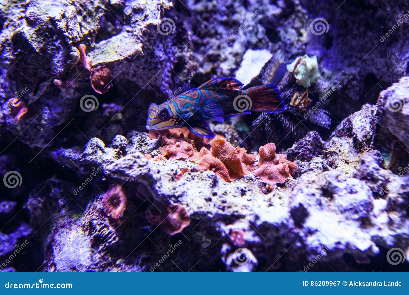 A Blue Fish in the Aquarium Stock Image - Image of aquarium, tank: 86209967