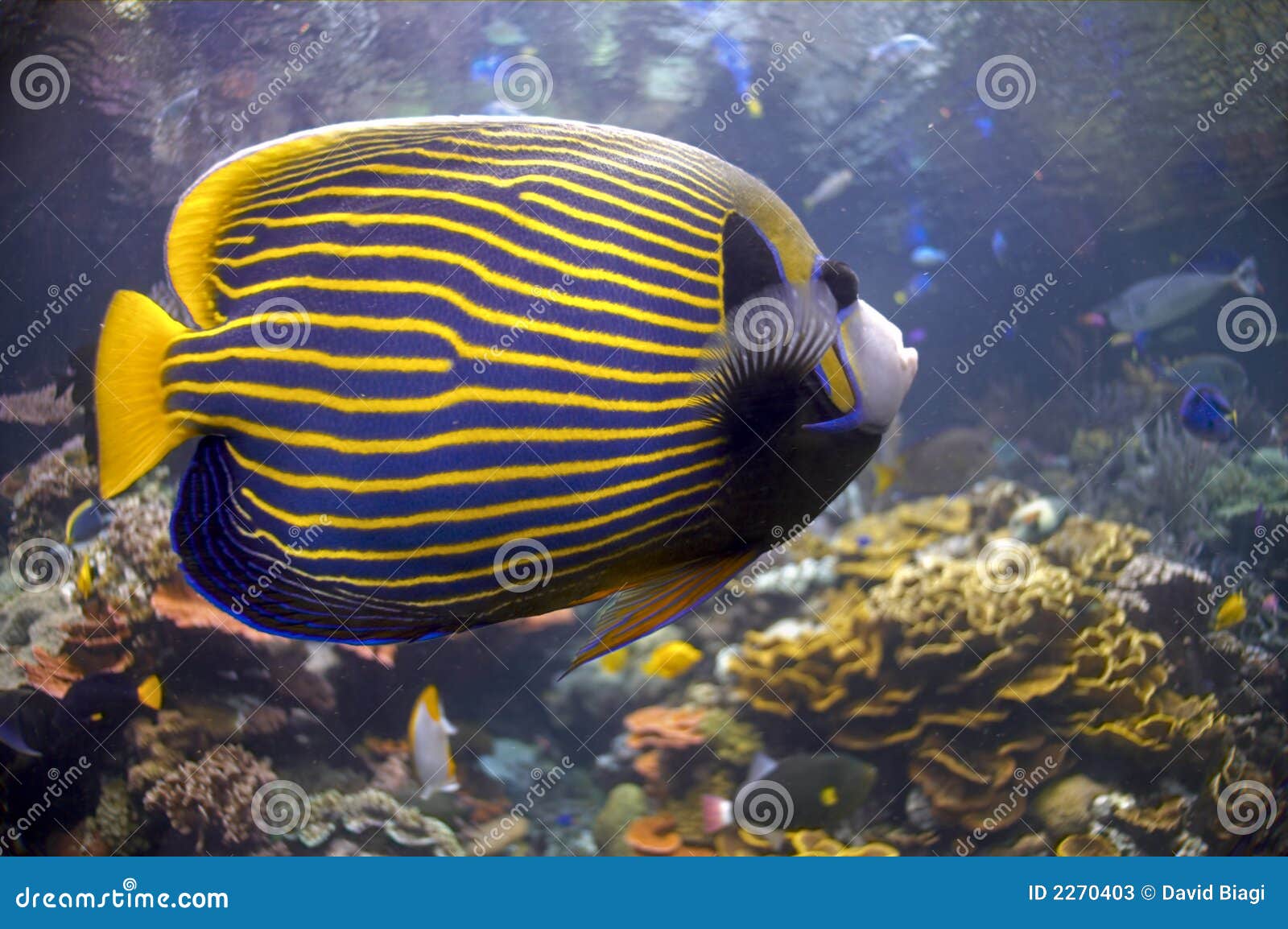 Blue Fish with Golden Stripes Stock Image - Image of blue, aquarium ...