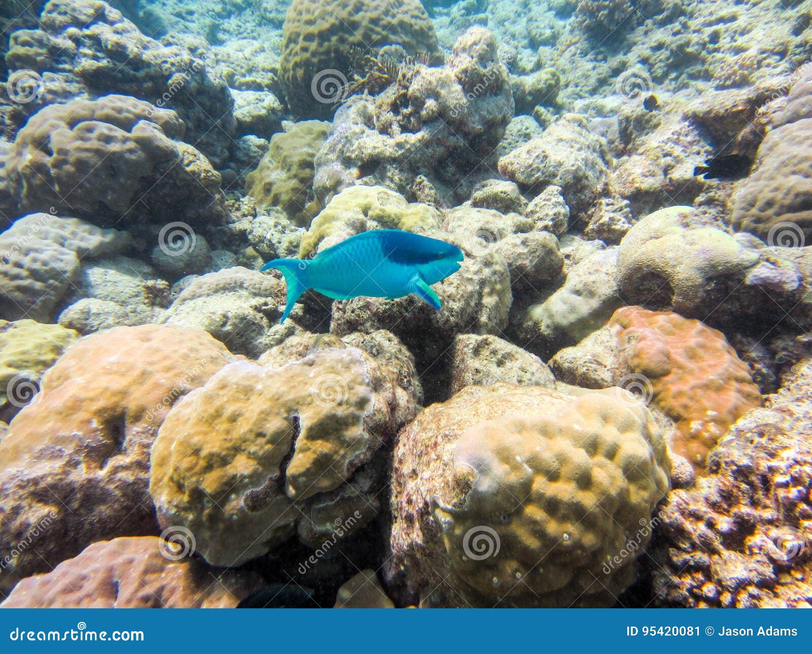 Blue Fish stock image. Image of caribbean, underwater - 95420081