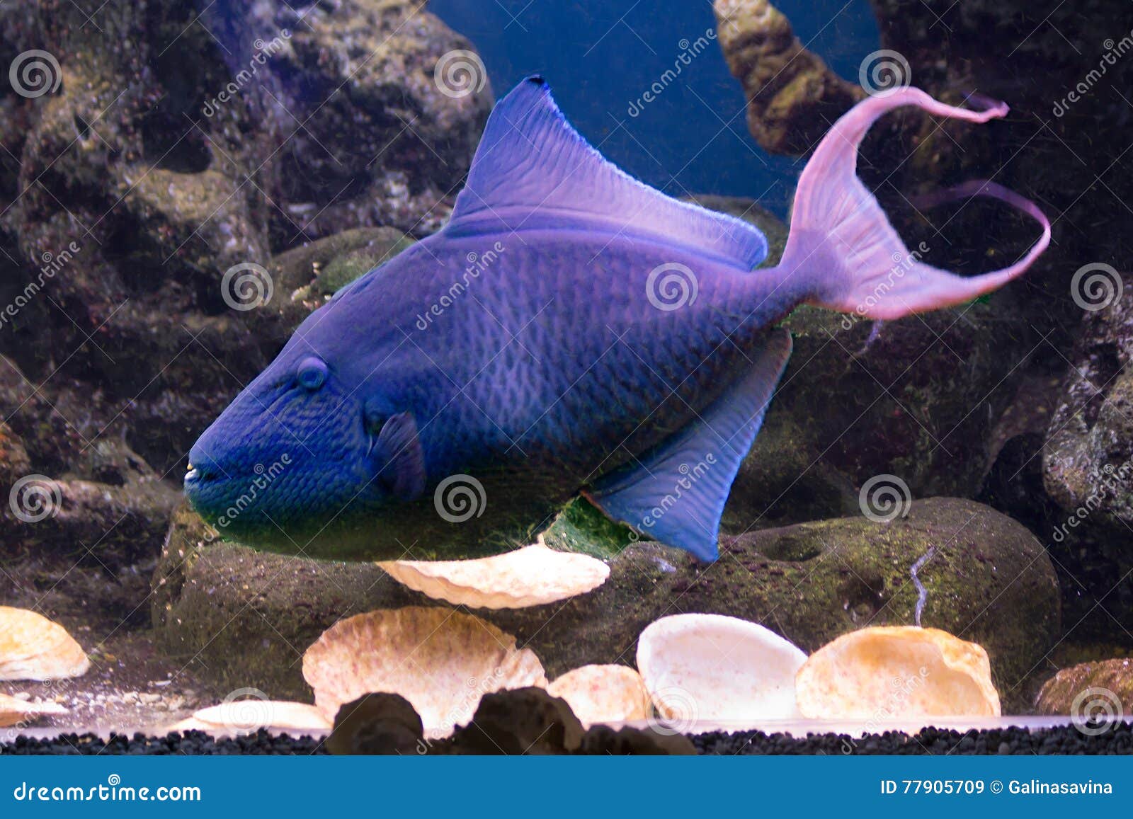 Blue fish stock image. Image of forked, world, swims - 77905709