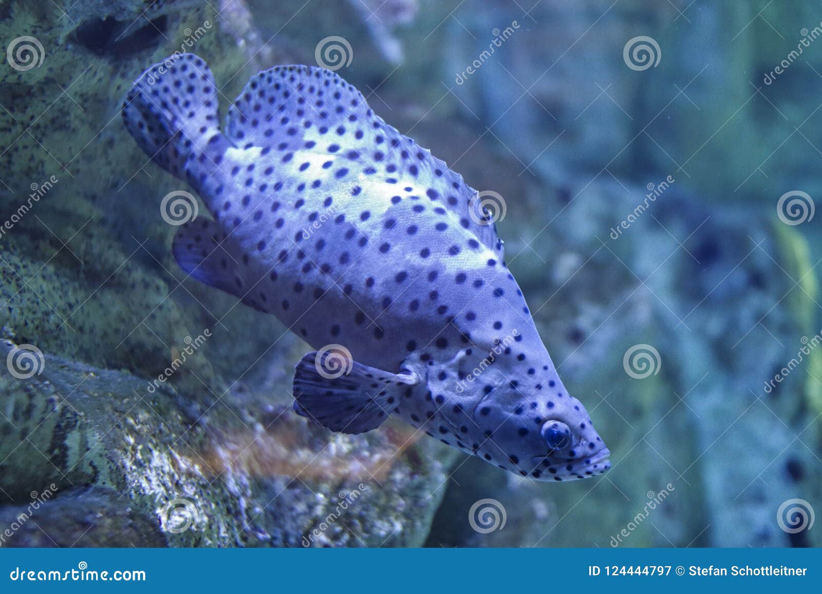 A blue fish in a fish tank stock image. Image of colorful - 124444797