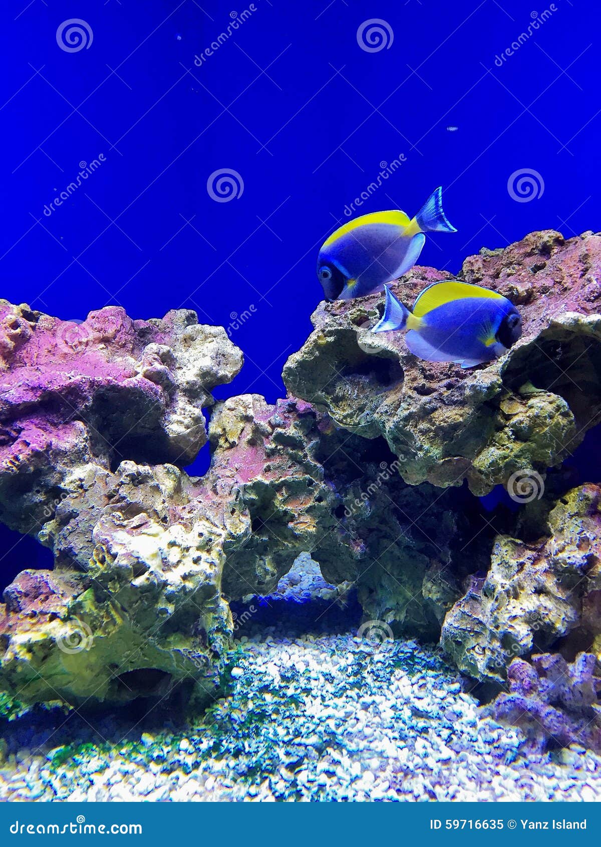 Blue Tropical fish stock image. Image of environment - 59716635