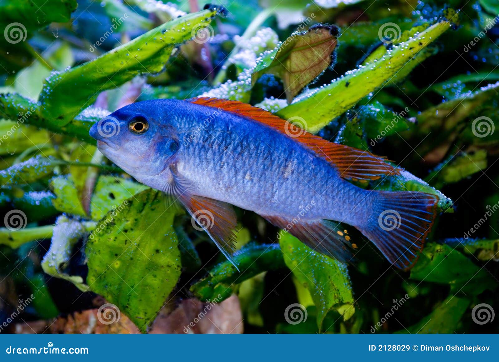 Two Blue Fish Swimming Together Near Ocean Floor Stock Photography ...