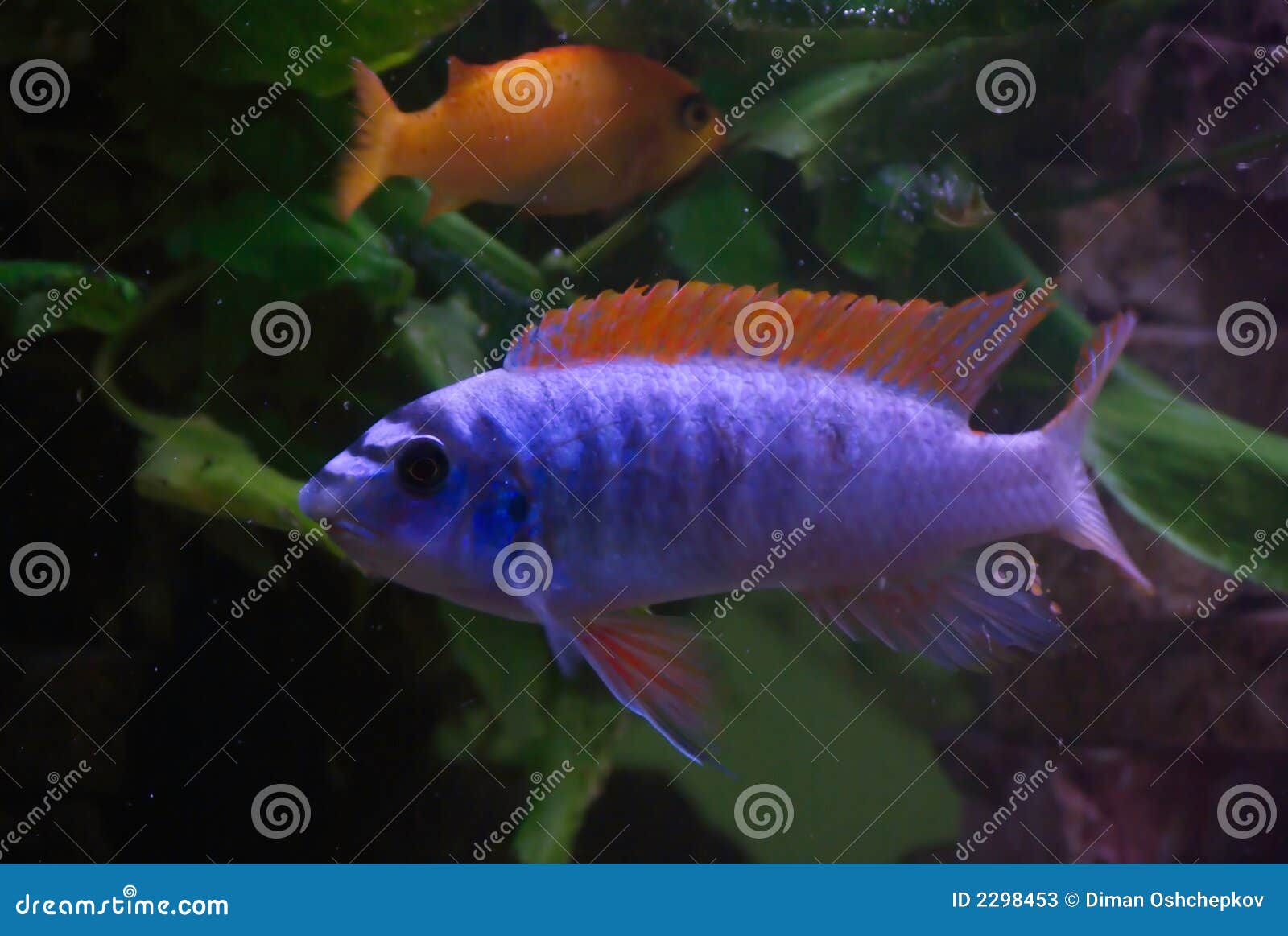 Blue fish red fins stock image. Image of life, fish, eyes - 2298453
