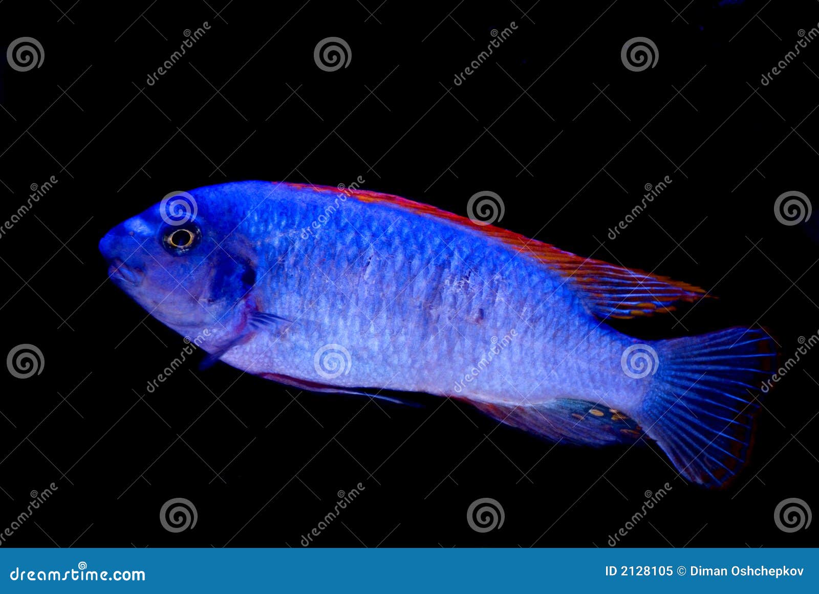 Blue Fish Red Fins Isolated Stock Image - Image of life, animals: 2128105