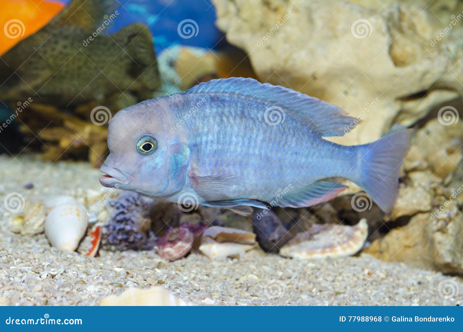 Blue Fish Swim in the Aquarium Stock Photo - Image of alone, color ...